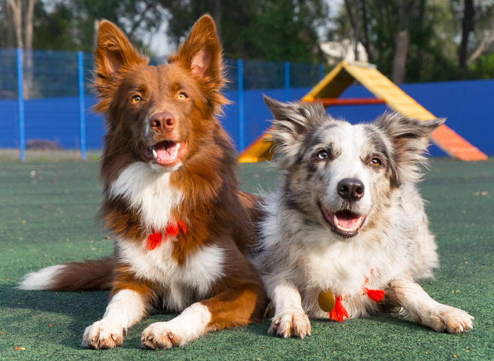 Dog Academy - About Us